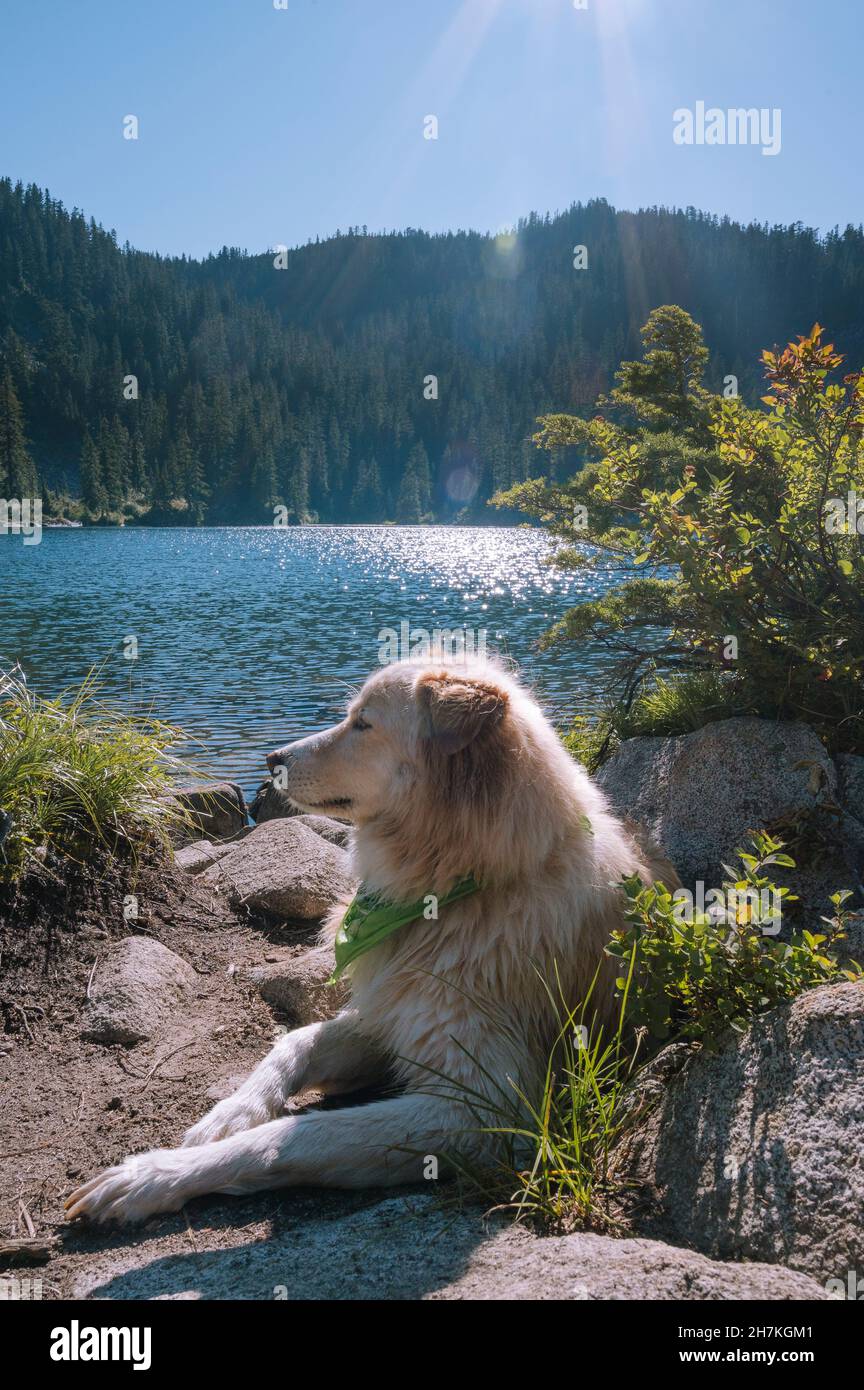 Dog laying in the sun hi-res stock photography and images - Alamy