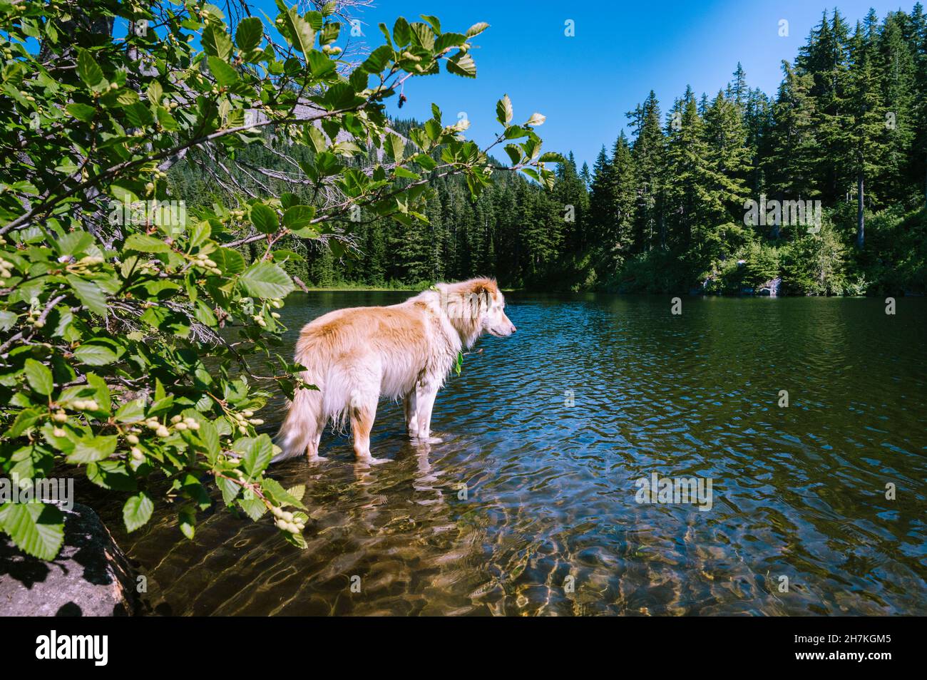 Cute fuzzy dog standing in an alpine lake Stock Photo - Alamy