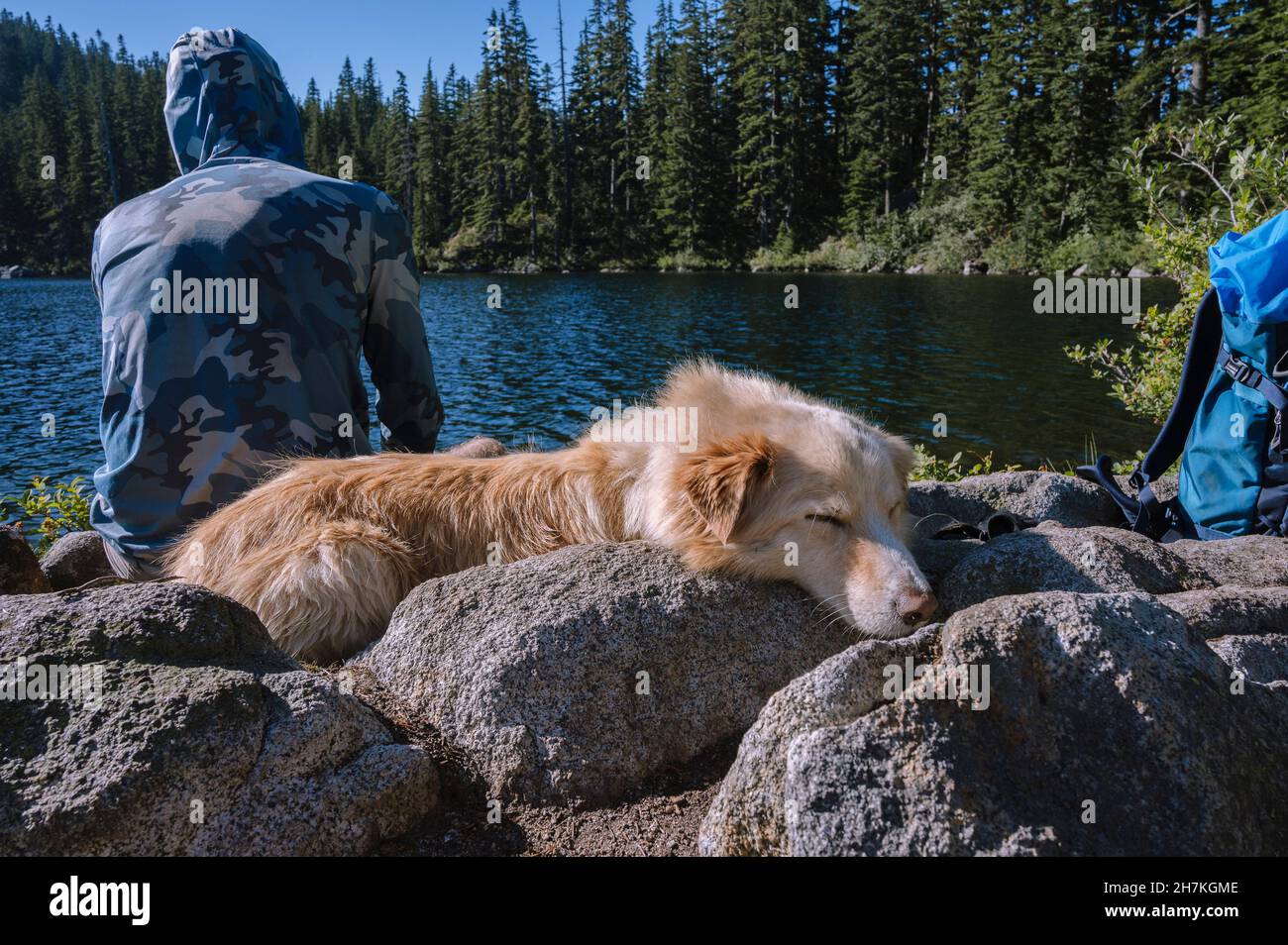 Dog sleeping on rocks hi-res stock photography and images - Alamy