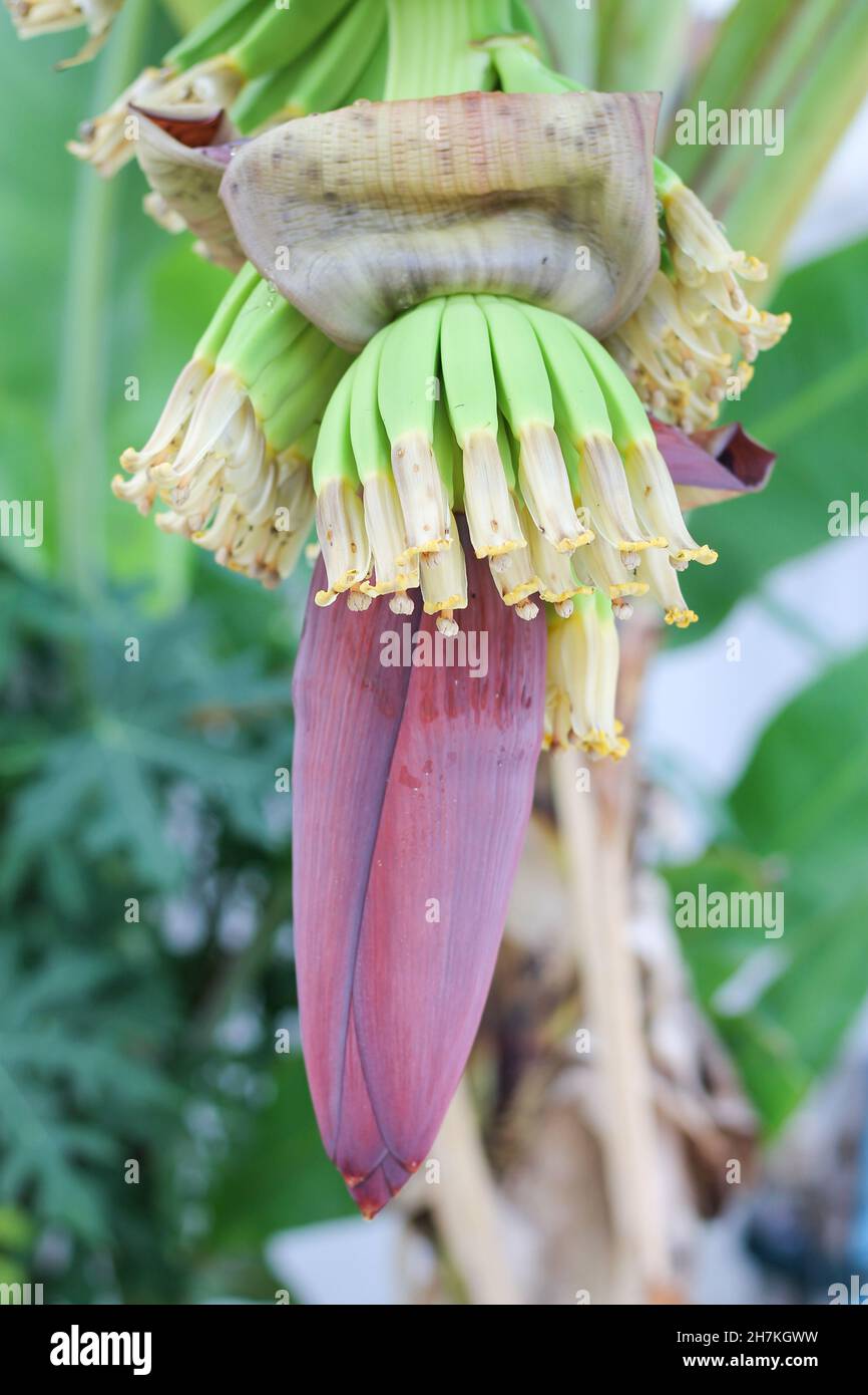 a bouquet of green bananas in the garden bananas planted on trees ...