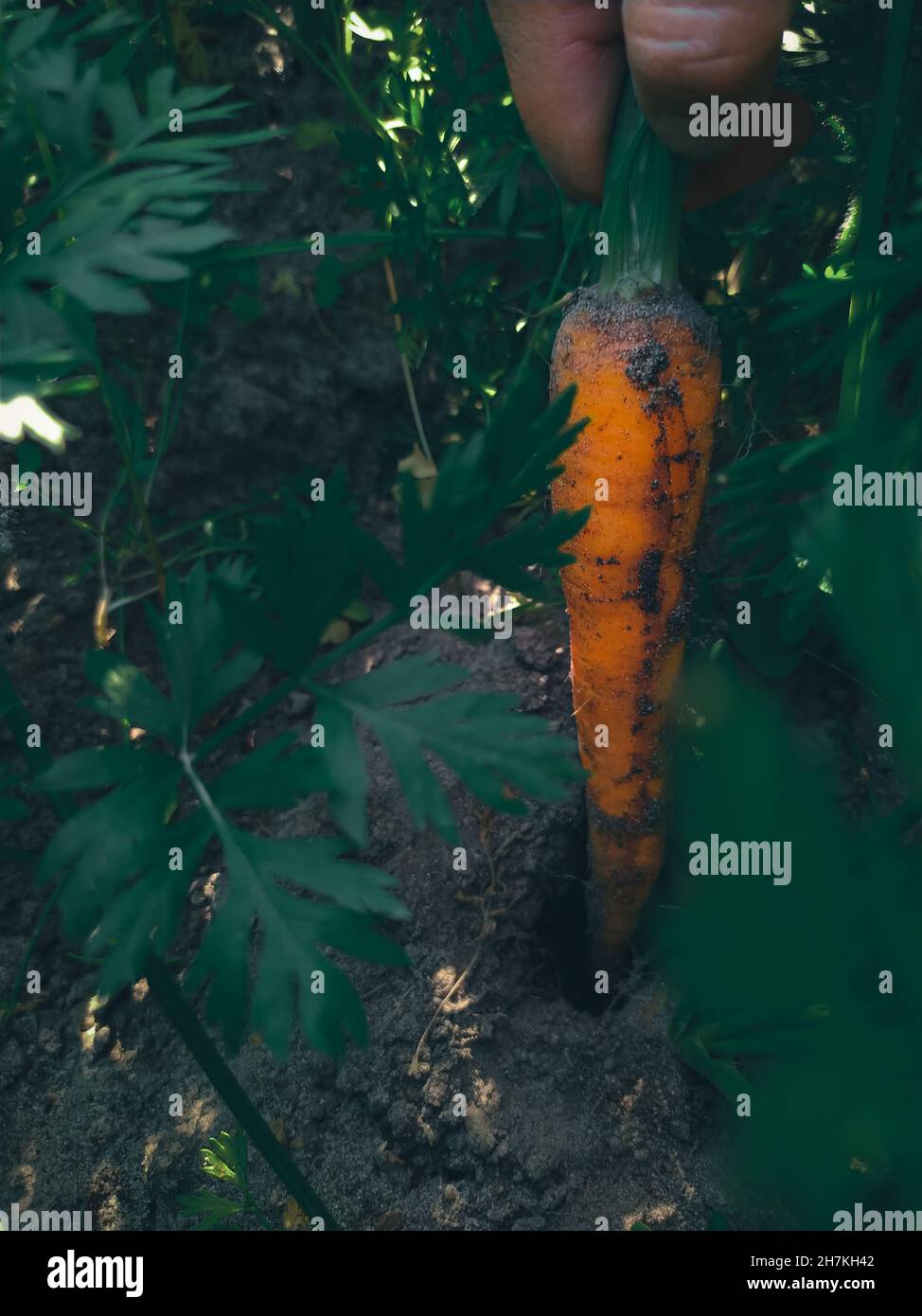 Hand is pulling out the carrot of the ground in the garden Stock Photo ...