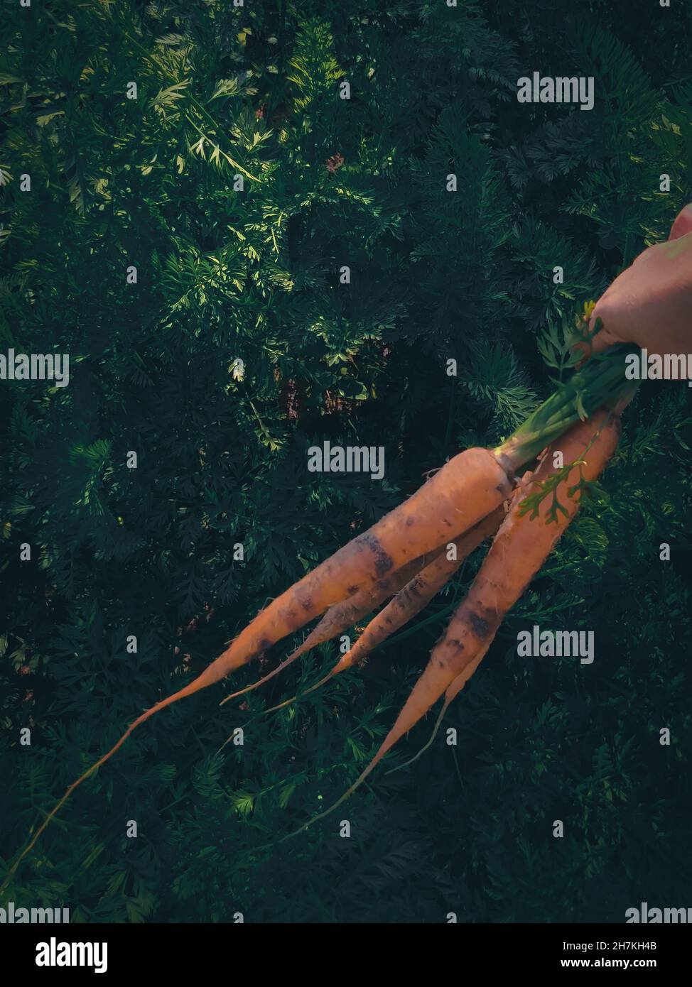 Hand is holding a bunch of freshly picked carrots in the garden Stock ...
