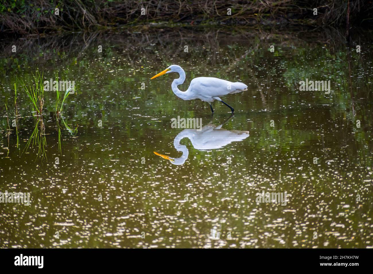 A large white common bird chilling around the park of Welasco Stock ...