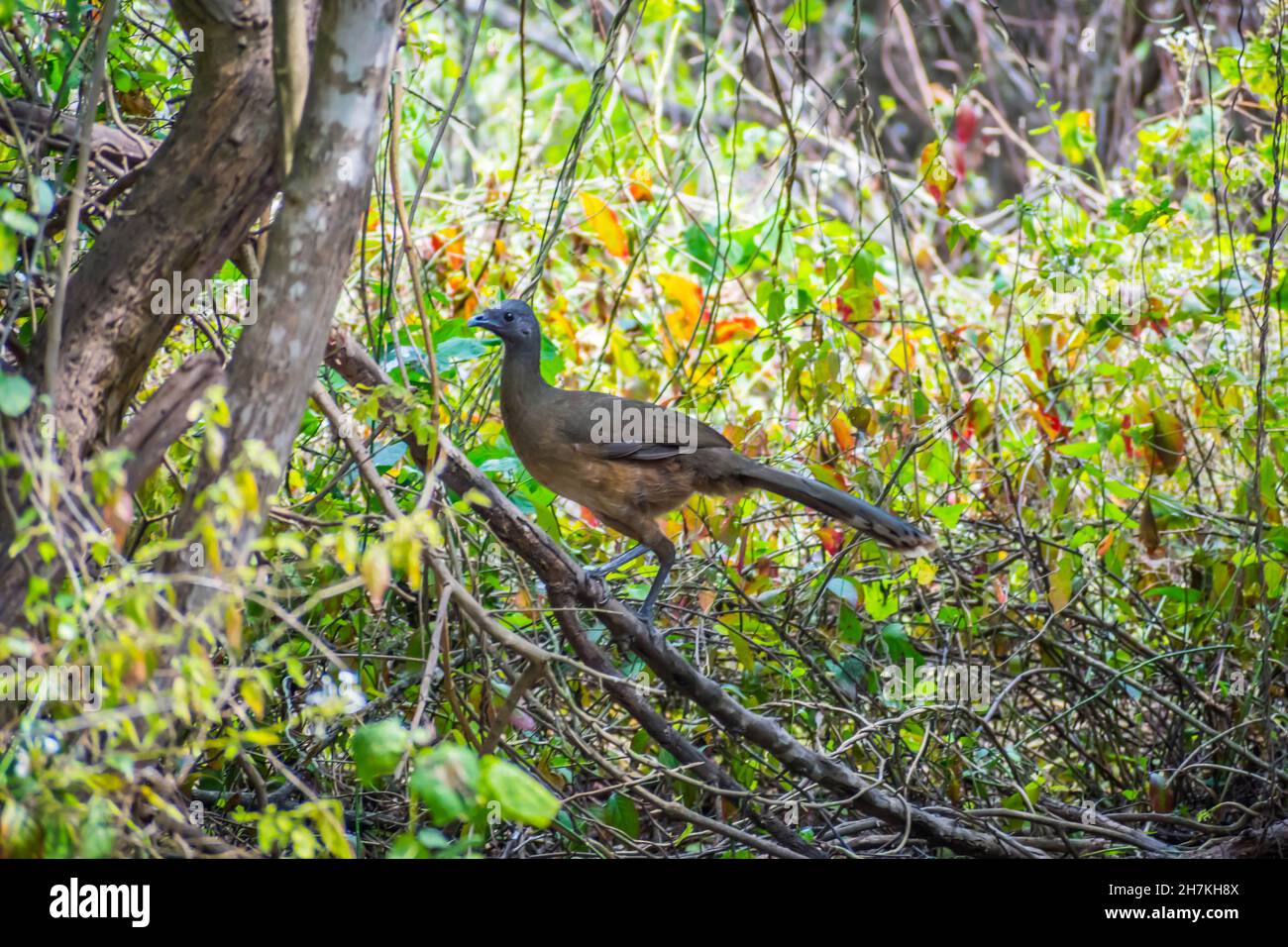 A galliform bird enjoying the view of nature on top of his house in the ...