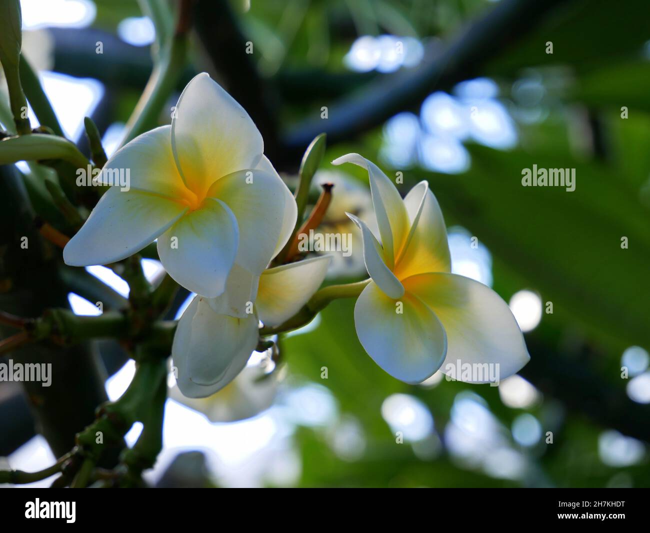 Translucent petals hi-res stock photography and images - Alamy