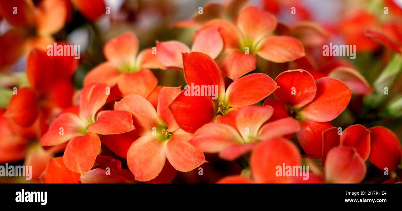 Scarlet petals hi-res stock photography and images - Alamy