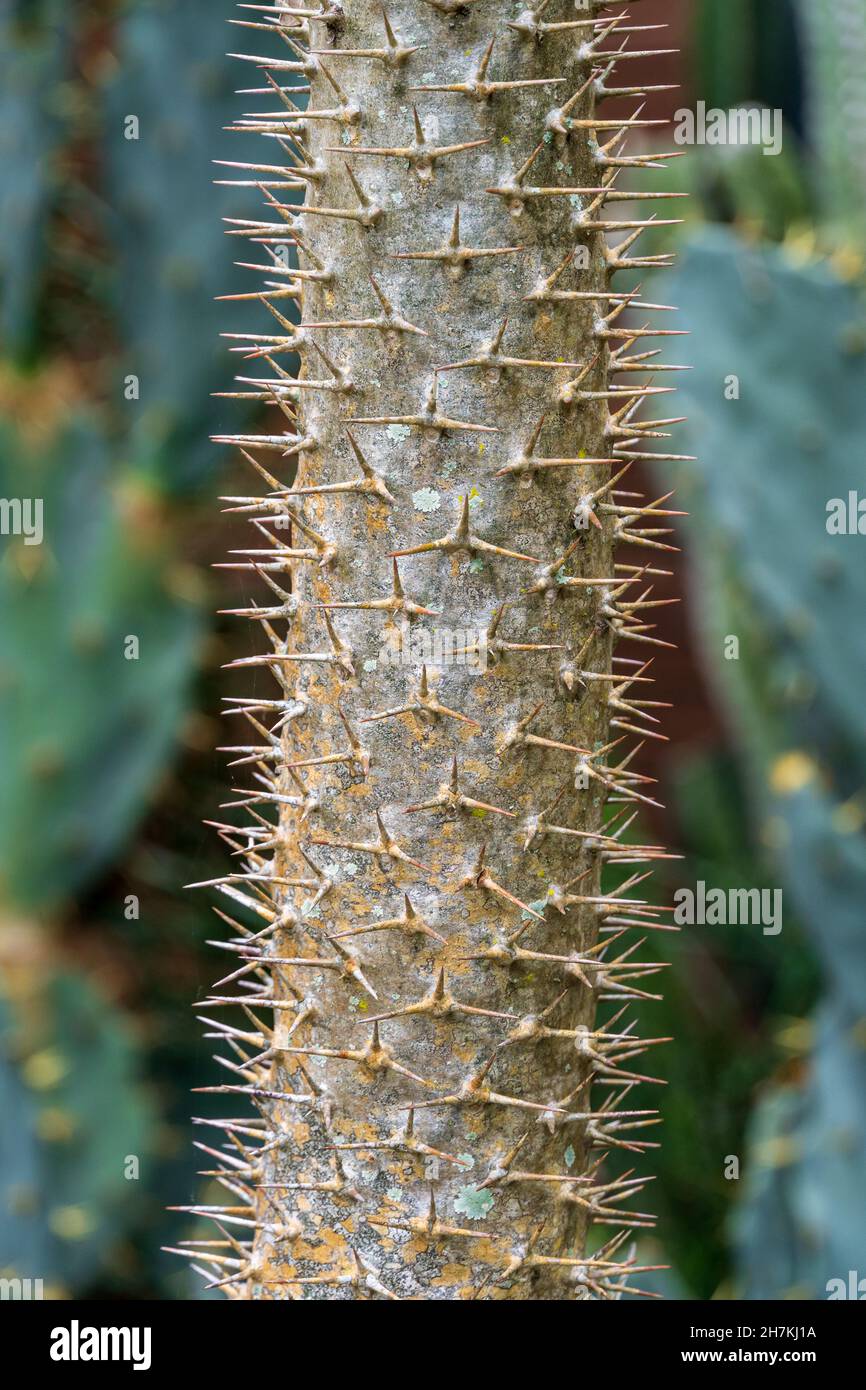 Closeup of spines of Madagascar palm (Pachypodium lamerei) - Florida ...