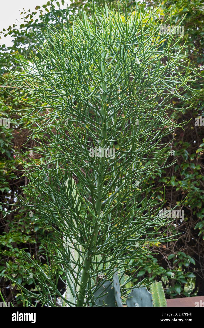 Pencil cactus a.k.a. aveloz or Indian tree spurge (Euphorbia tirucalli ...