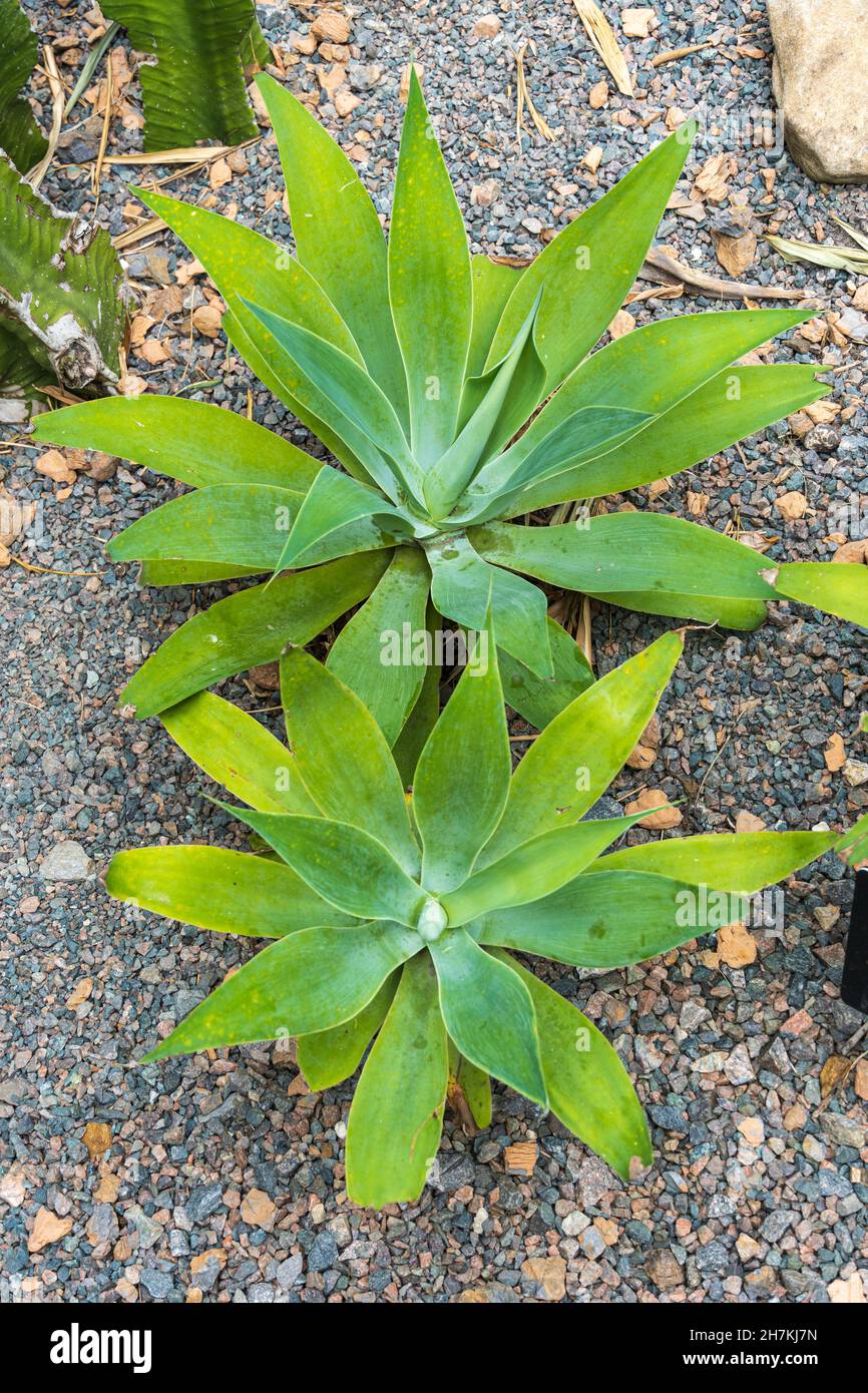Foxtail agave a.k.a. lion's tail (Agave attenuata), native to Mexico ...
