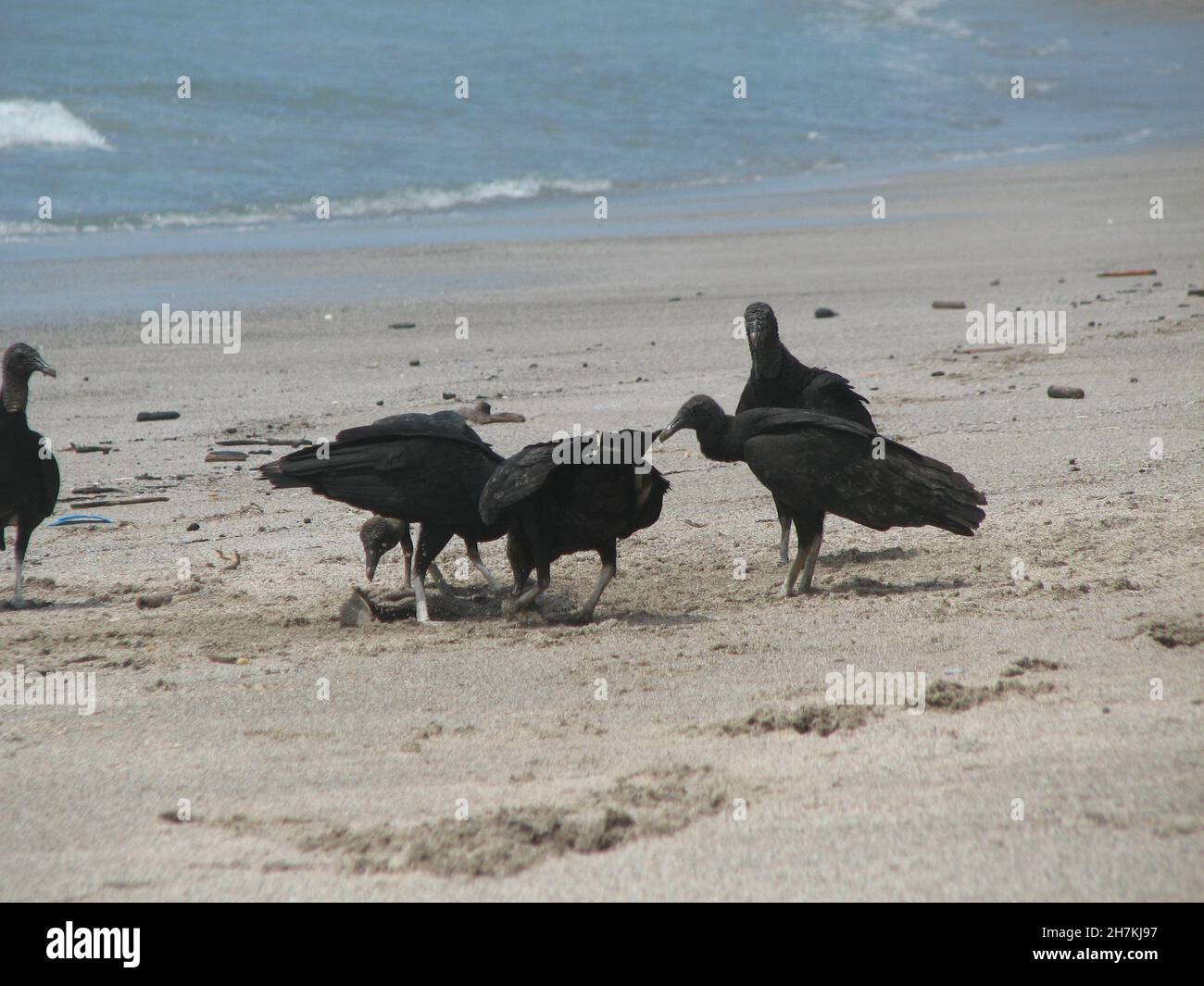 Black vulture coragups atratus hi-res stock photography and images - Alamy