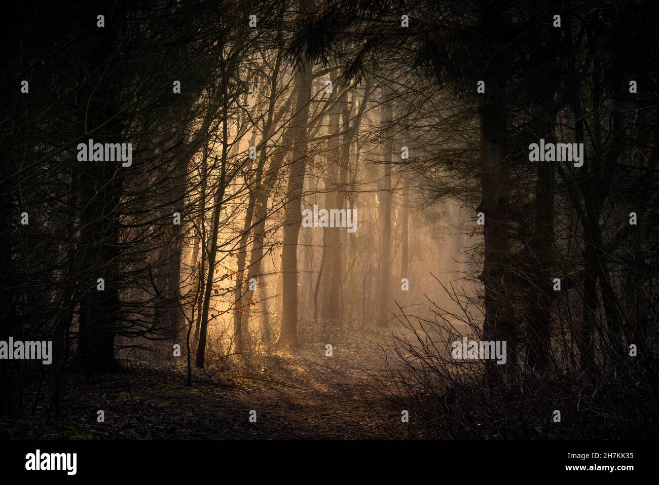 Busch light hi-res stock photography and images - Alamy