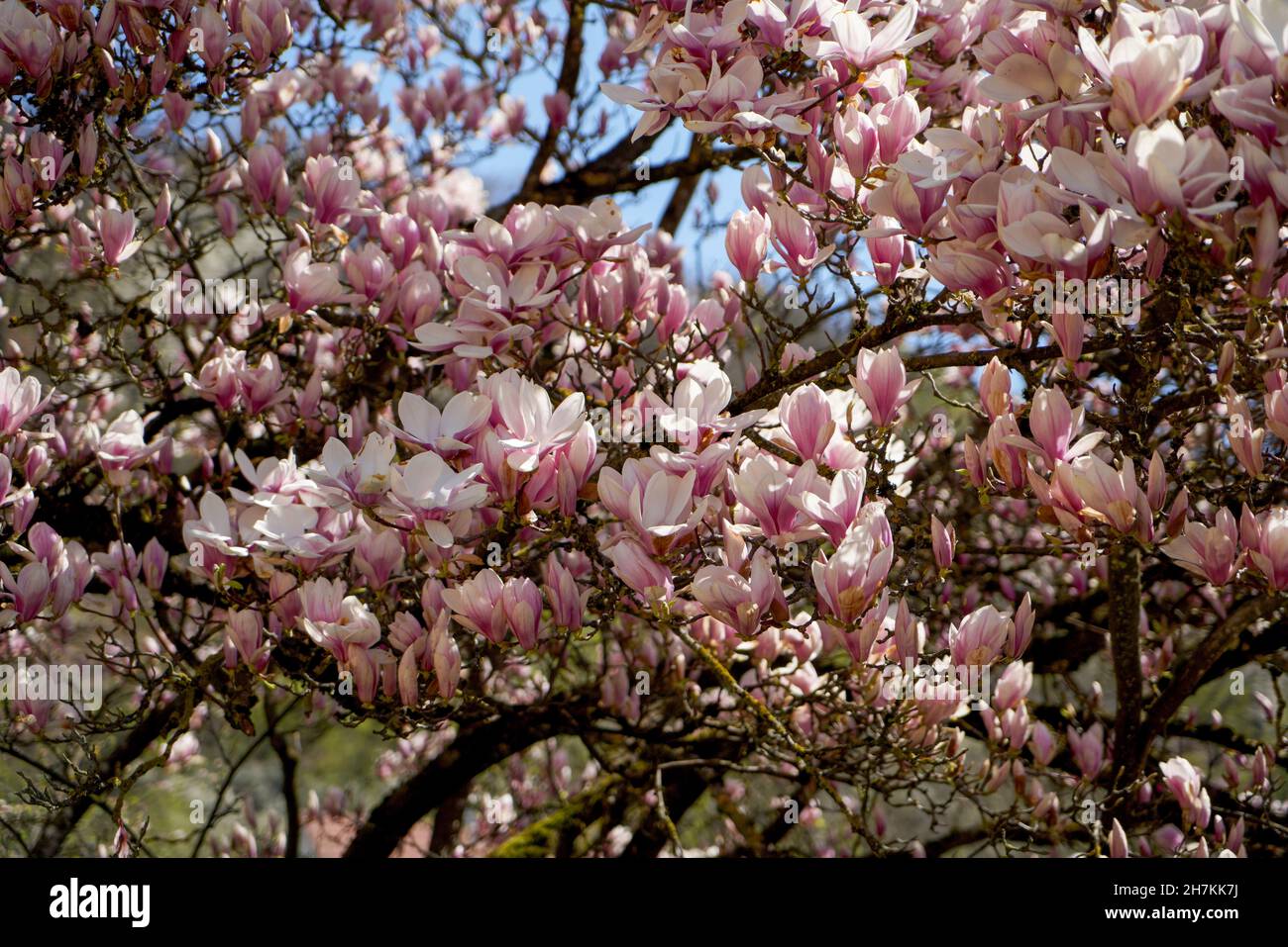 Blossomed magnolia hi-res stock photography and images - Alamy