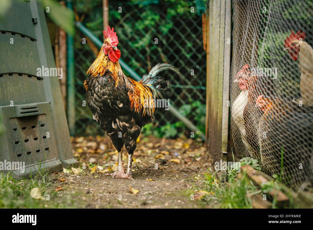 Group rooster hi-res stock photography and images - Alamy