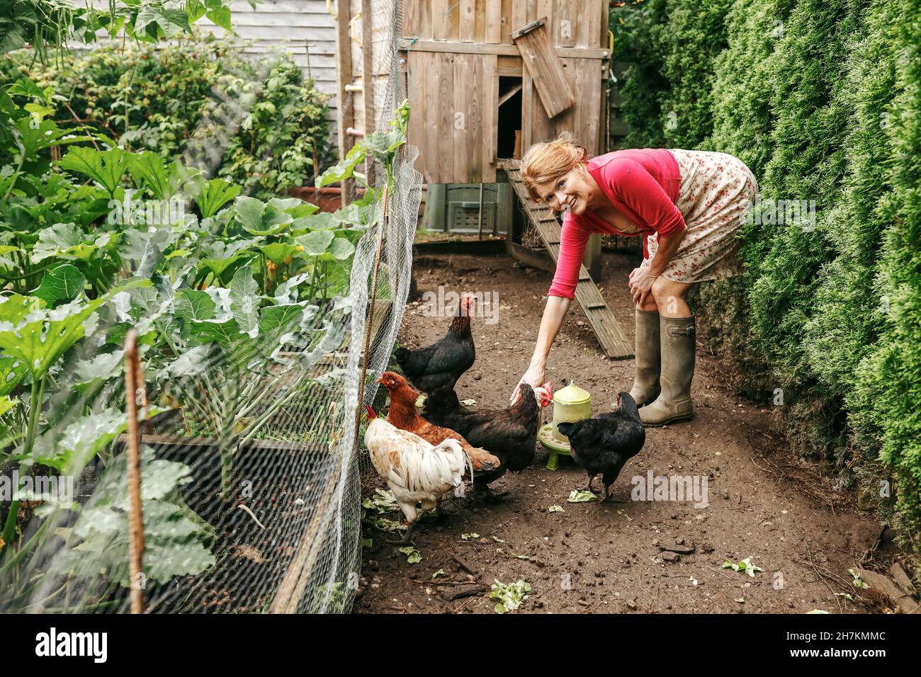 Chicken wire garden hi-res stock photography and images - Alamy