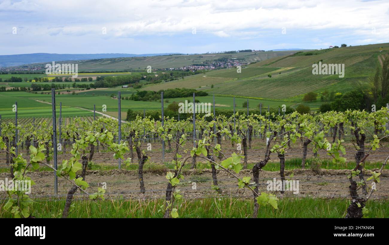 New leaves sprouting on Grape vines in the vineyards of Rhineland ...