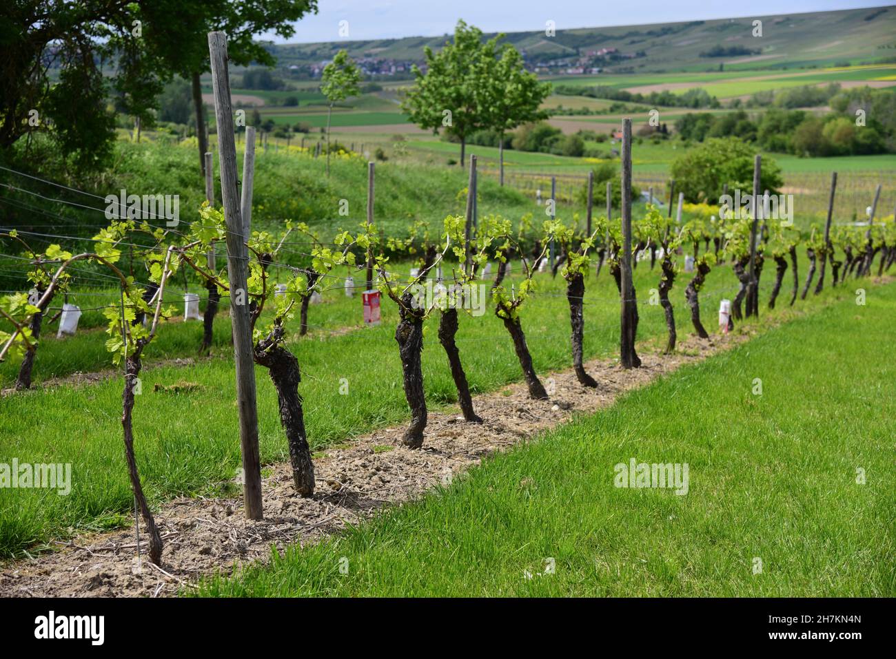 Grapevines with vineyard poles at start of the wine growing season ...