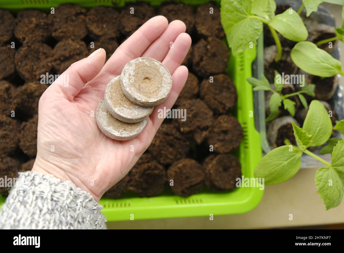 Peat tablets for seedlings. Planting organic material.Growing seedlings ...