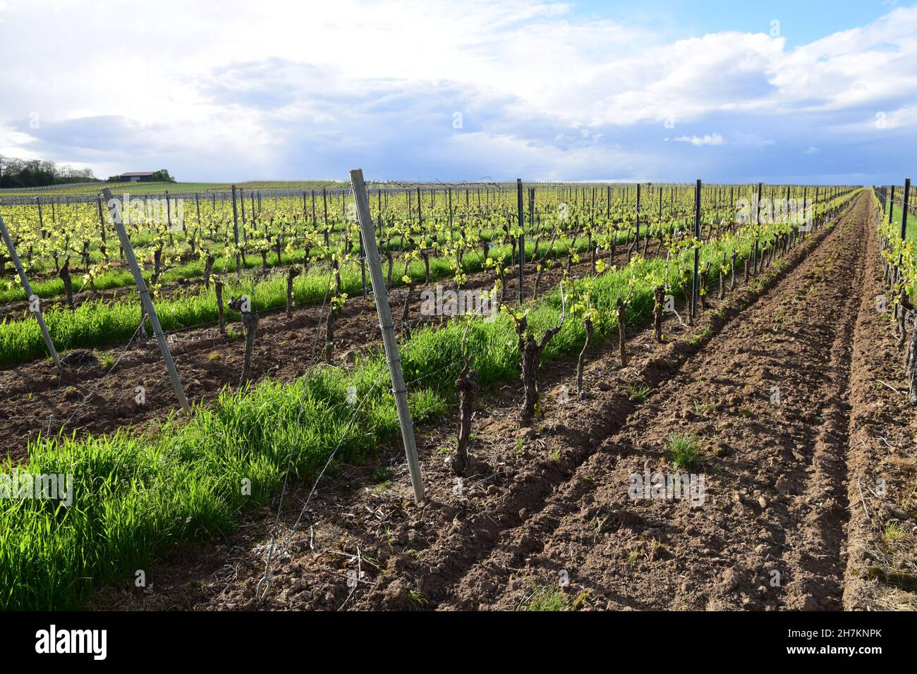 Grape vine pole hi-res stock photography and images - Alamy