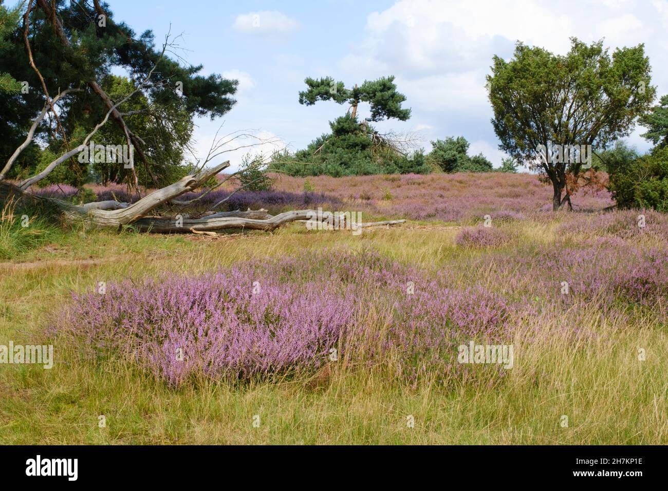 The westruper heide hi-res stock photography and images - Alamy