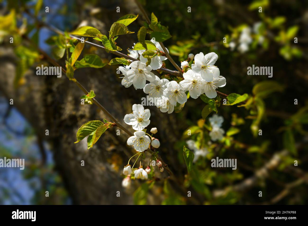 Blossoming bird cherry tree bunch hi-res stock photography and images ...
