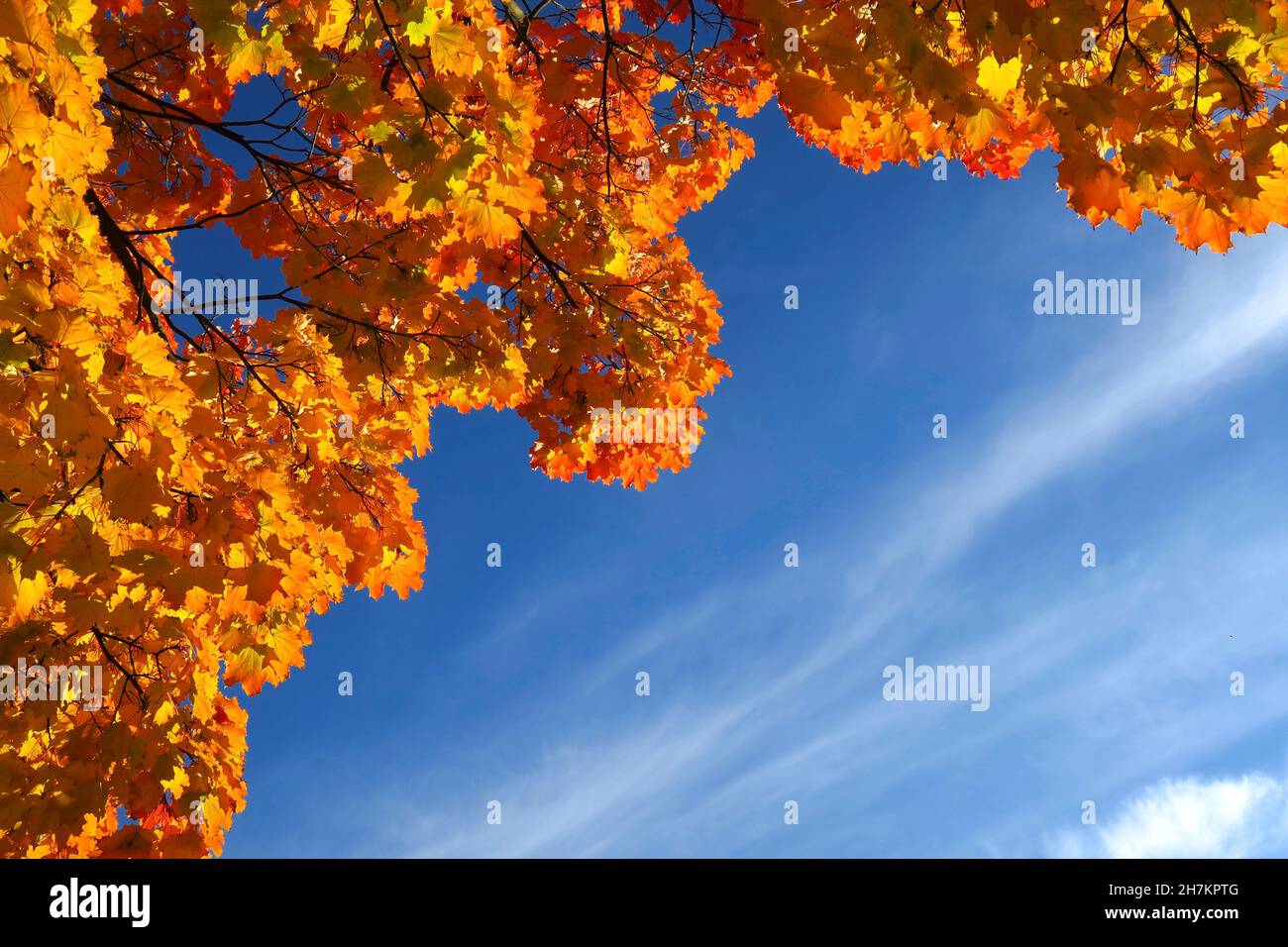 Branches maple tree autumn hi-res stock photography and images - Alamy