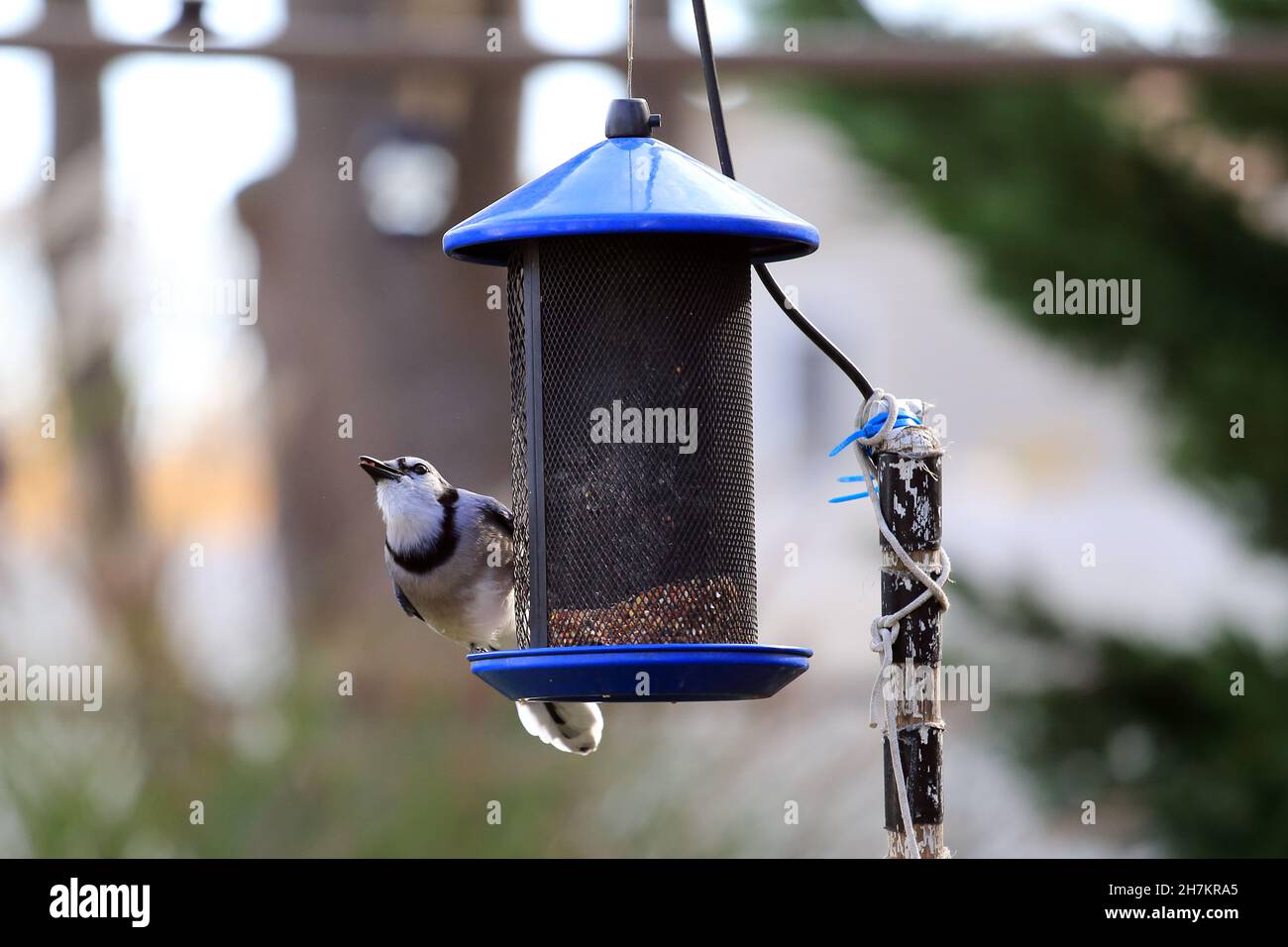 Blue jay Long Island New York Stock Photo - Alamy