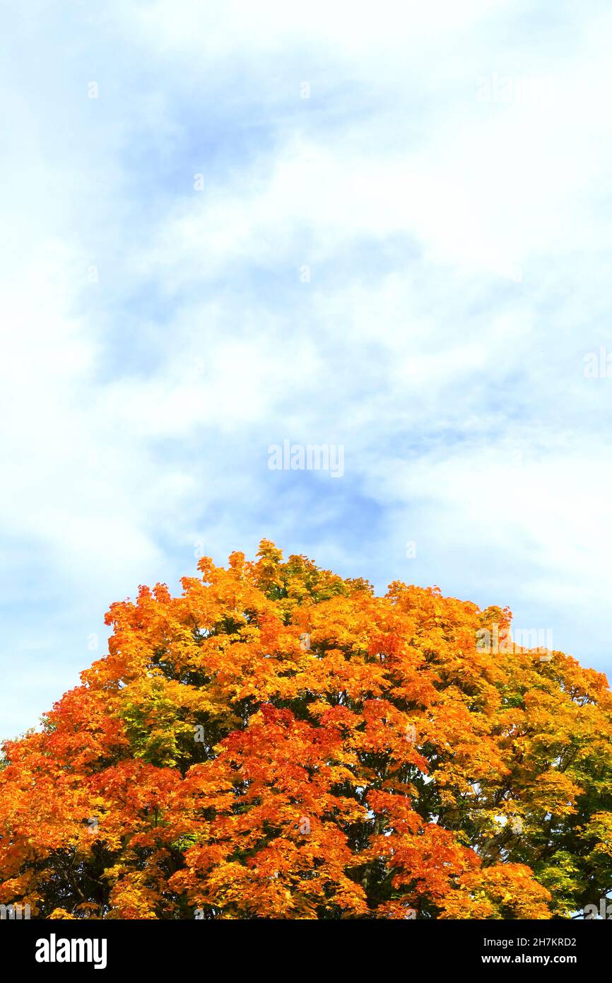 Canopy of the tree hi-res stock photography and images - Alamy