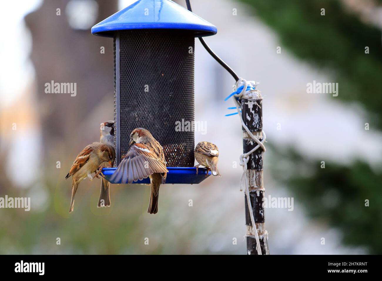 Birds on feeder hi-res stock photography and images - Alamy