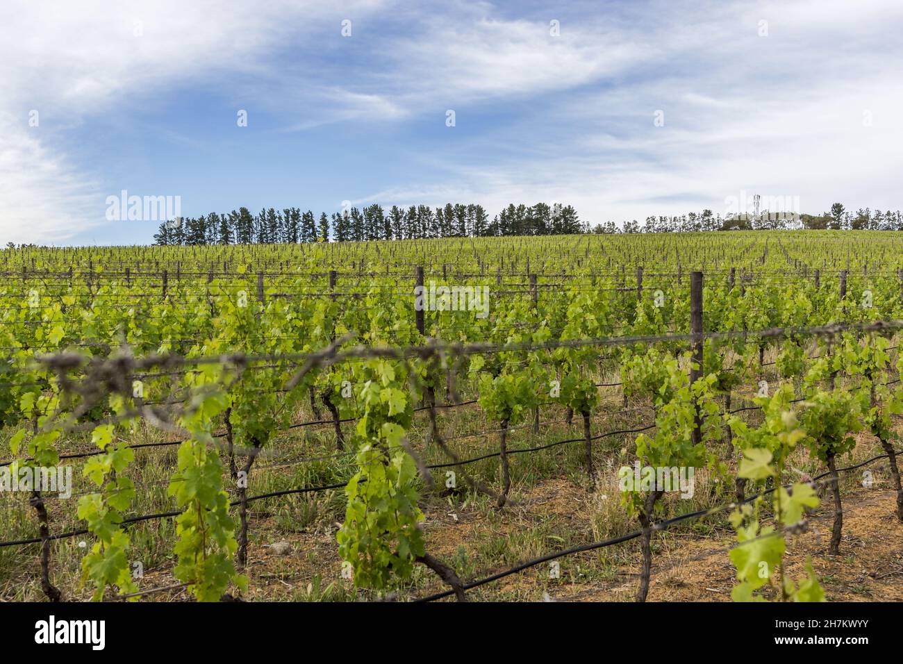Beautiful view of the green grape field of Italian vineyards Stock ...