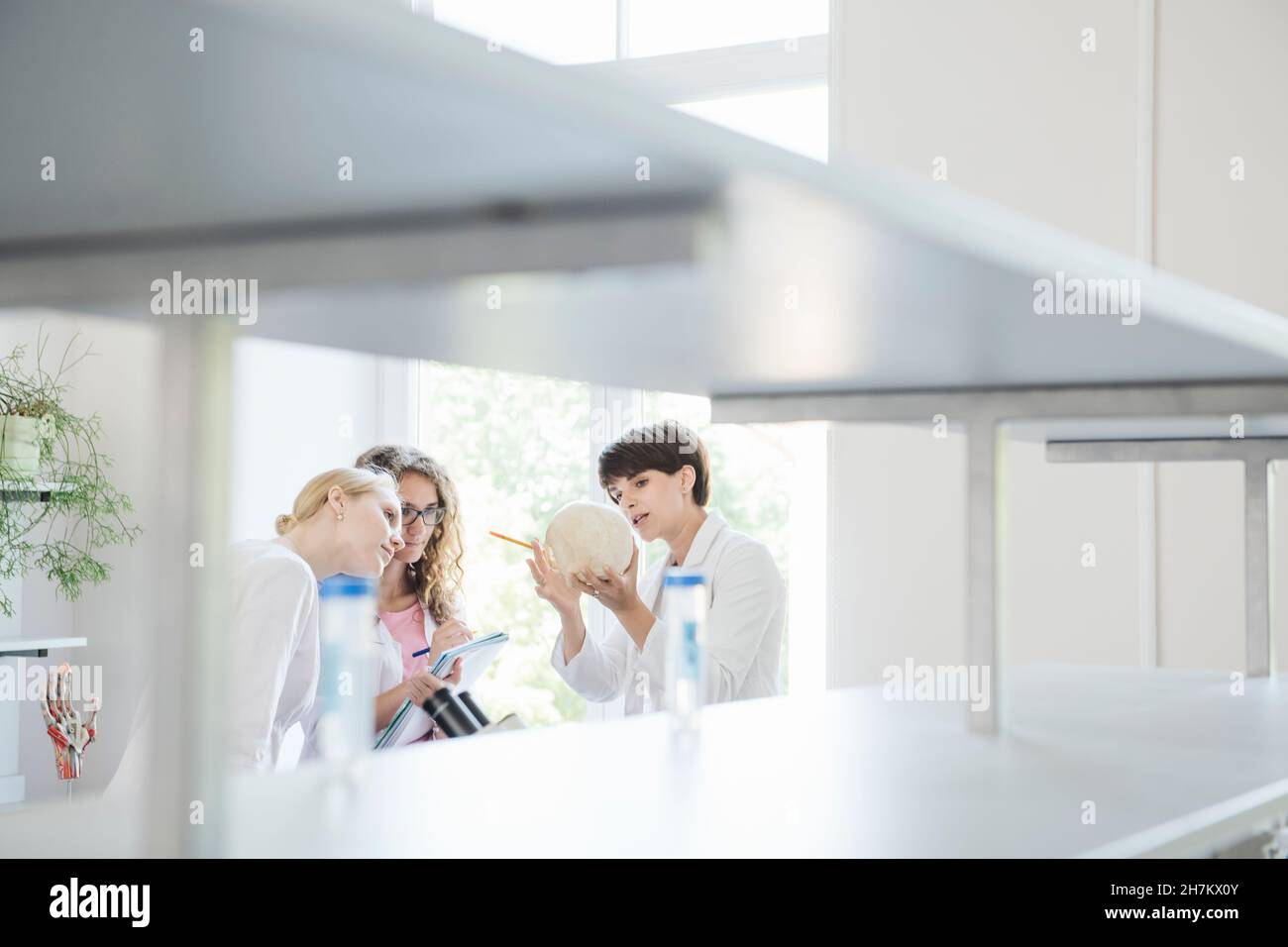 Researcher team checking anatomical skull in laboratory Stock Photo - Alamy