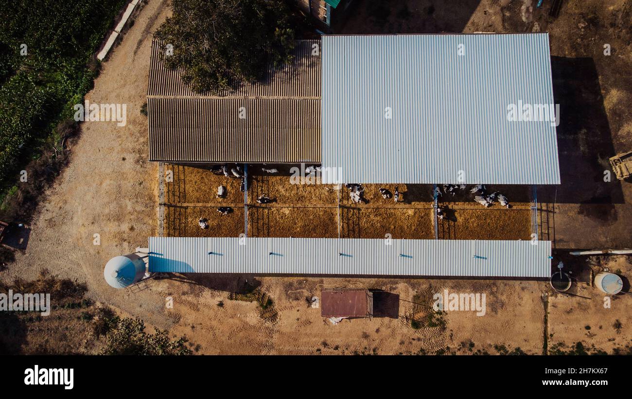Aerial view of countryside farm with calves standing outside barn Stock ...