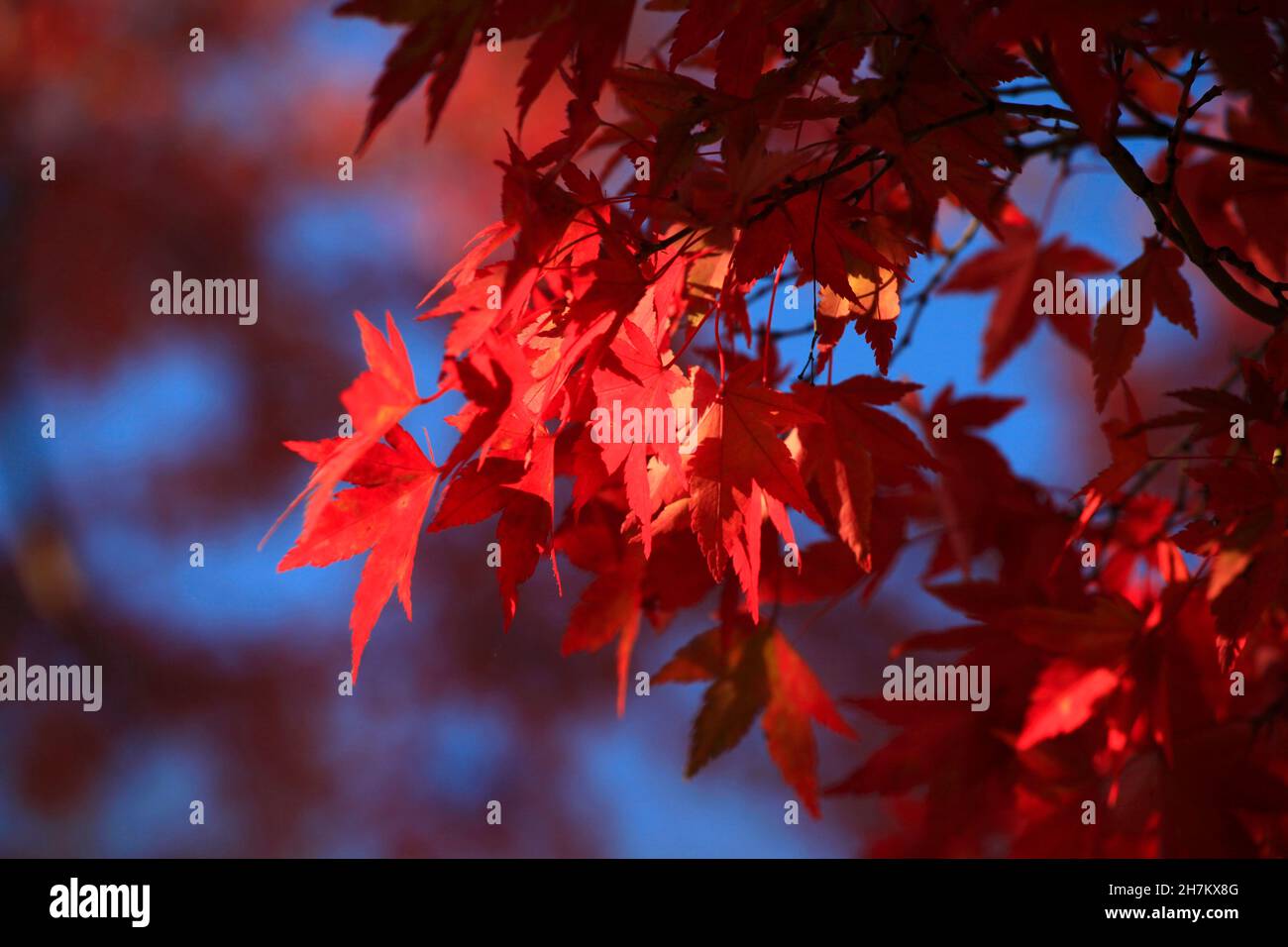 Red japanese maple hi-res stock photography and images - Alamy