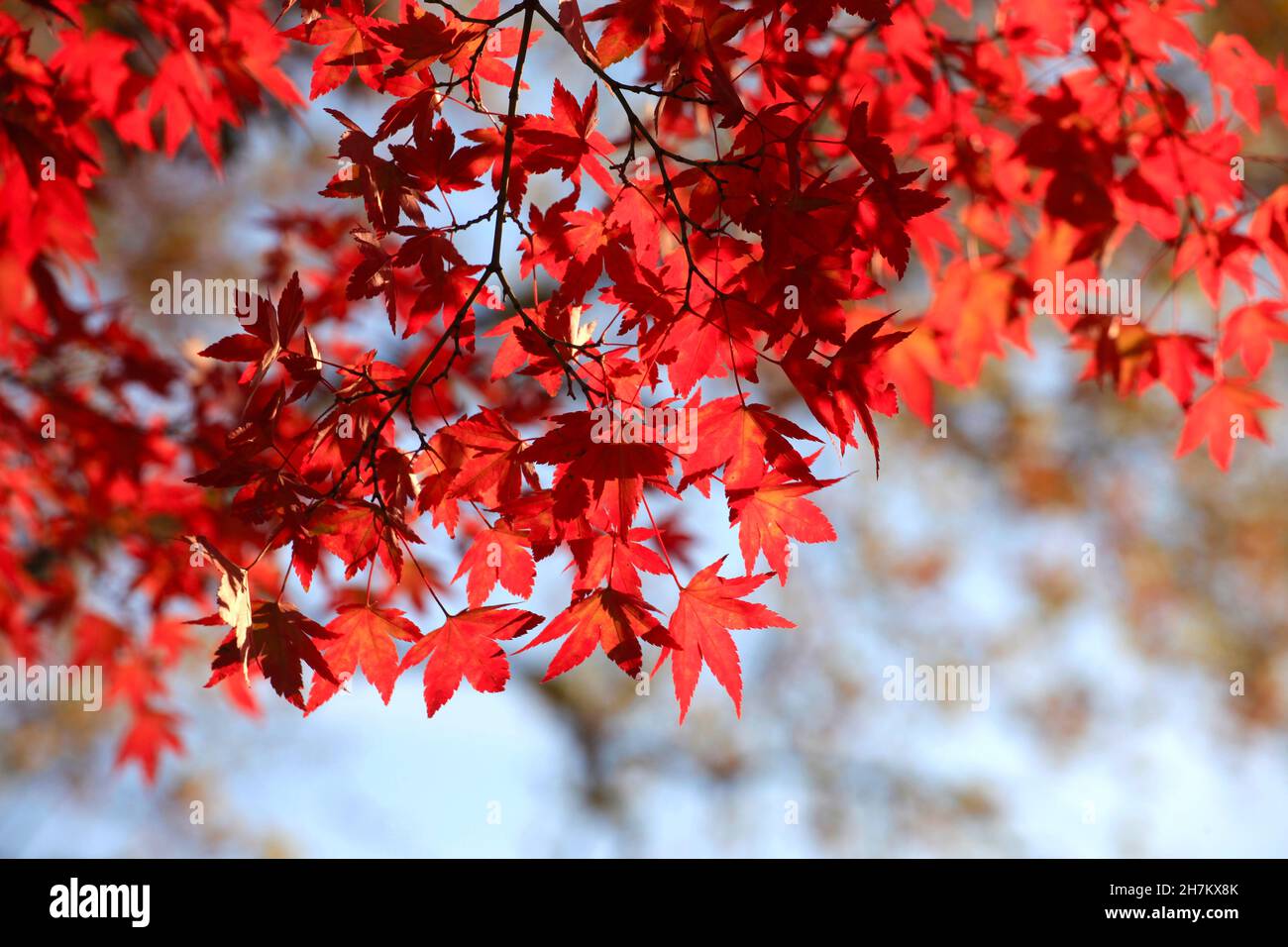 Japanese Maple tree in public park Stock Photo - Alamy