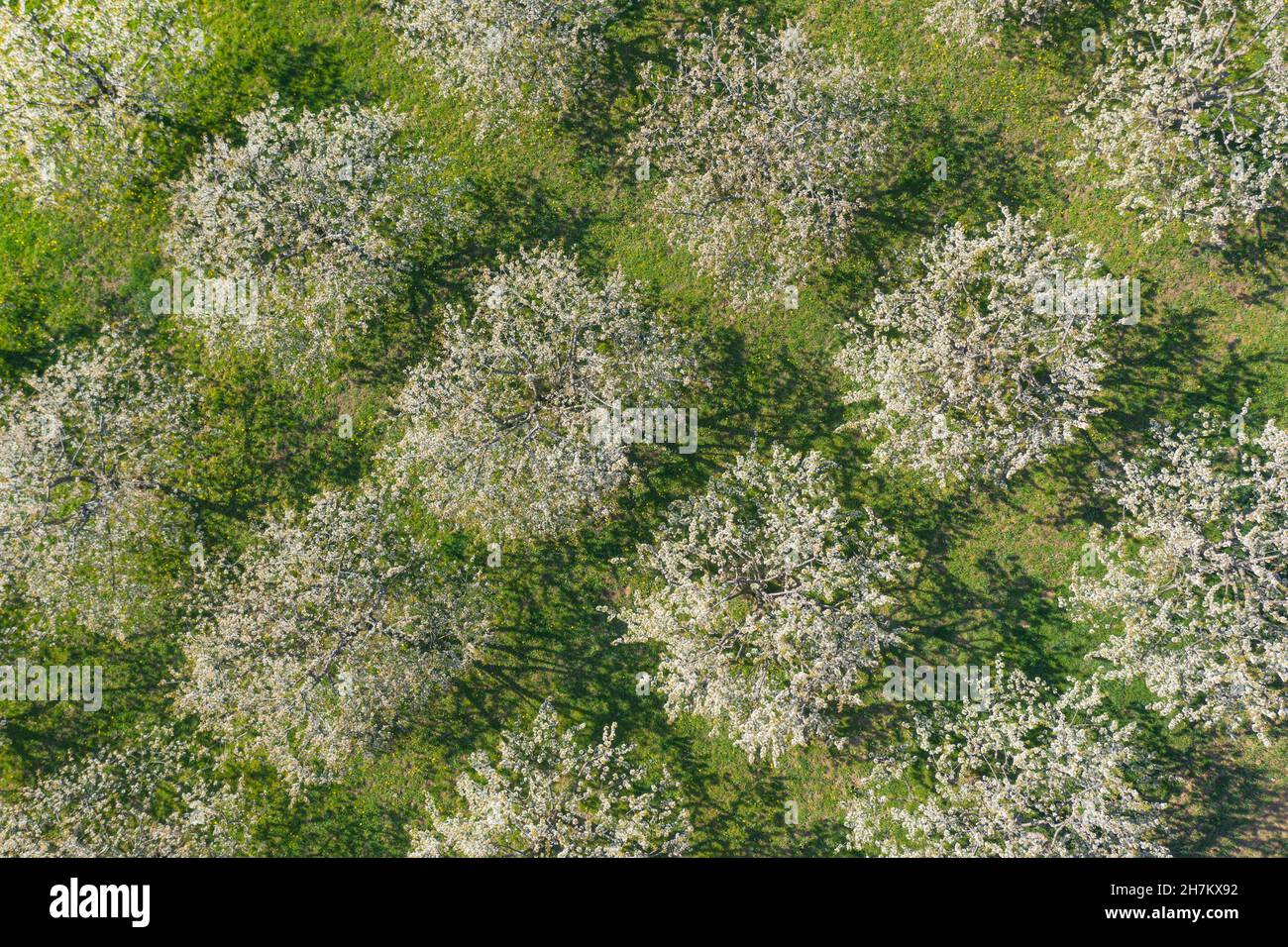 Full view cherry blossom hi-res stock photography and images - Alamy