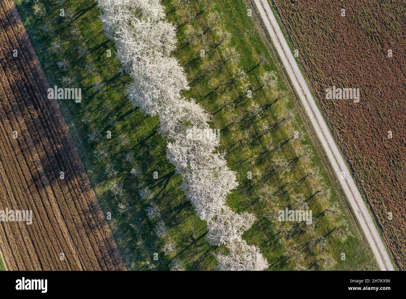 Drone view of cherry orchard stretching between two plowed fields in ...