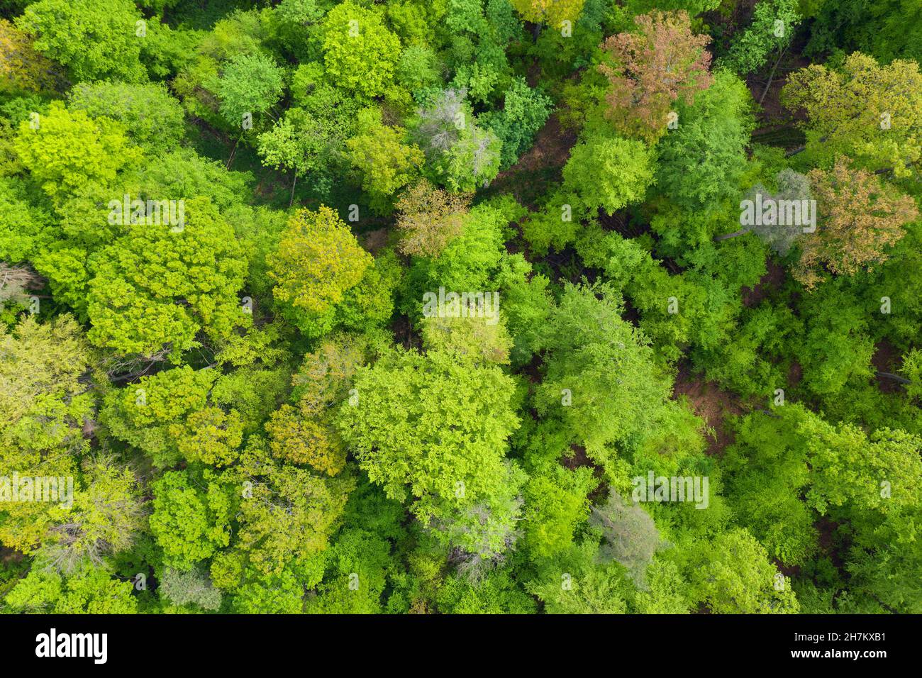Aerial view of lush green forest in spring Stock Photo - Alamy Aerial view of lush green forest in spring Stock Photo - Alamy
