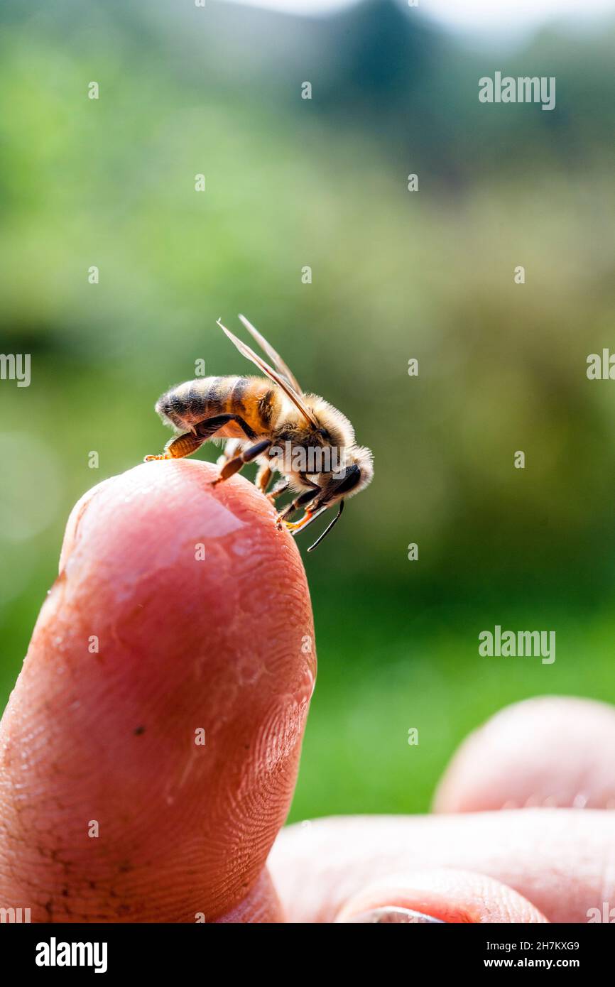 Honey bee licking up liquid from top of human finger Stock Photo - Alamy