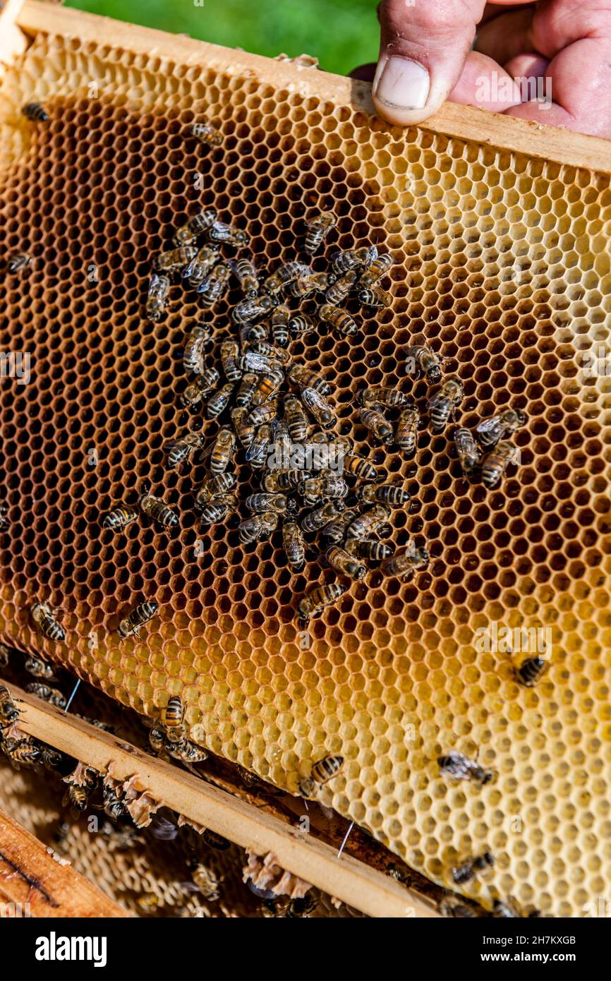 Hand of beekeeper holding honeycomb with bees Stock Photo - Alamy
