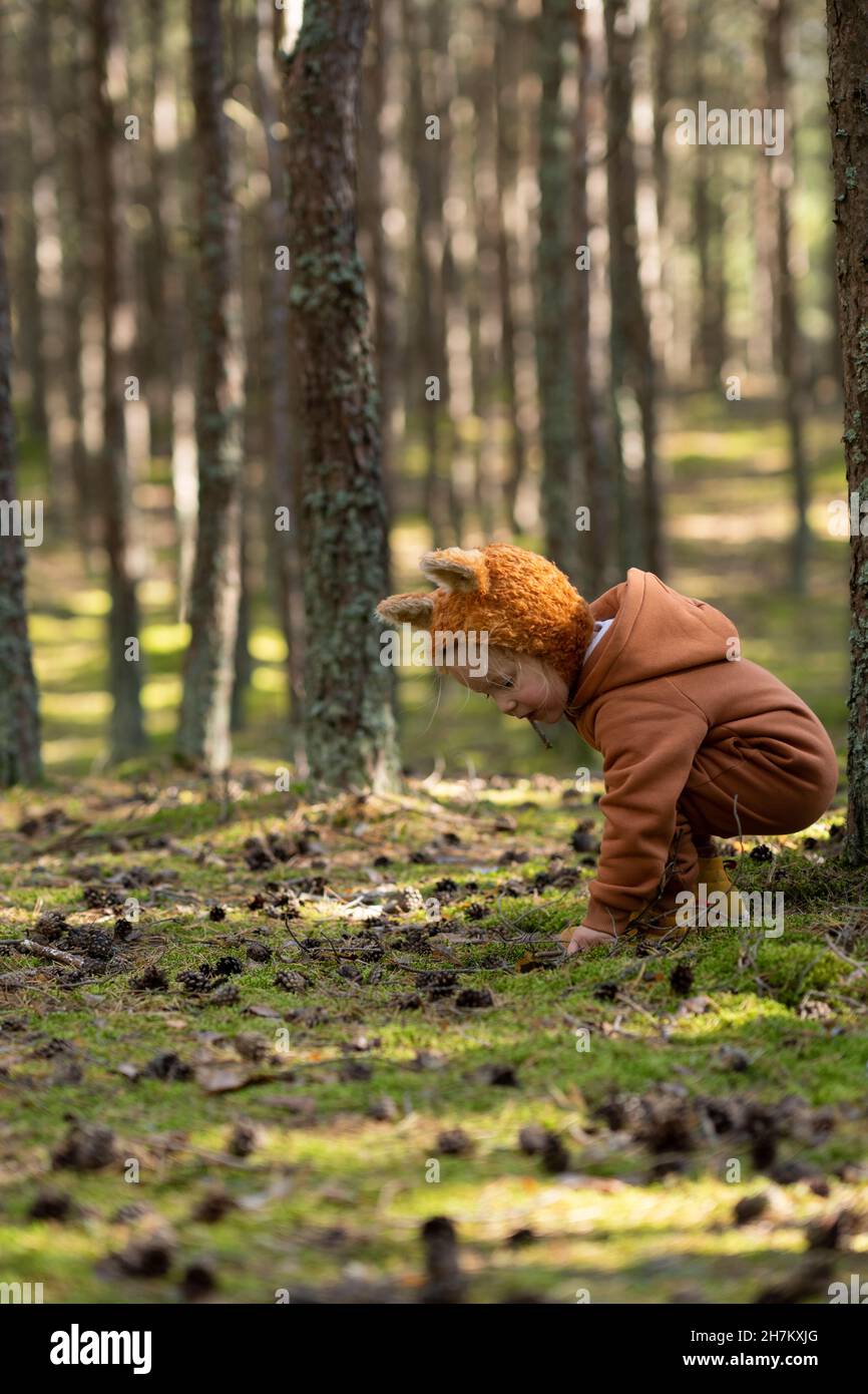Collecting cones hi-res stock photography and images - Alamy