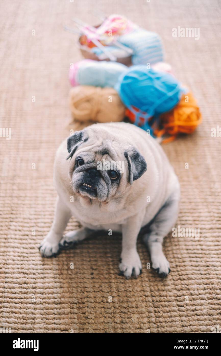 Dog sitting home hi-res stock photography and images - Alamy