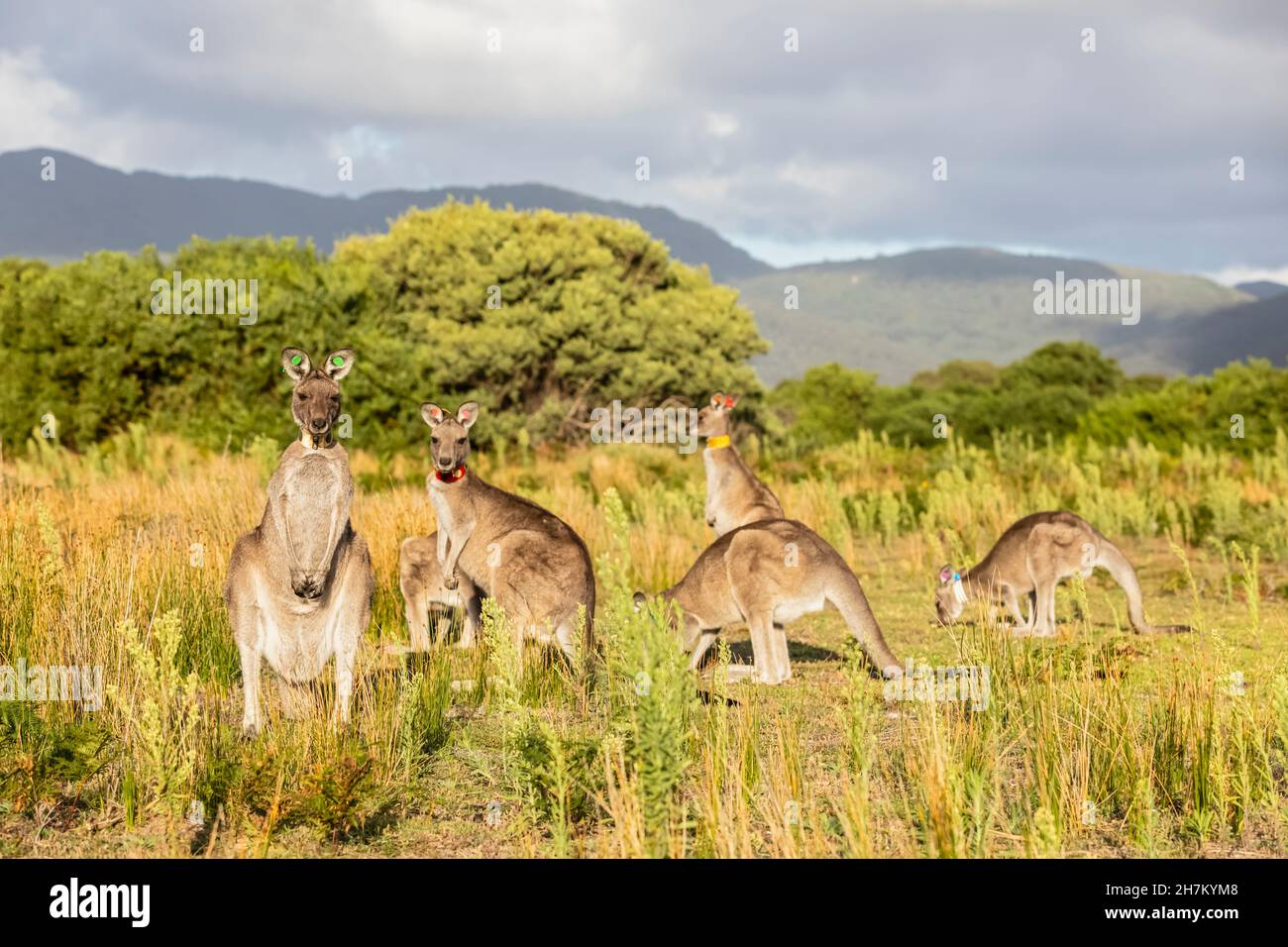Wombat crossing sign standing beside asphalt road Stock Photo - Alamy