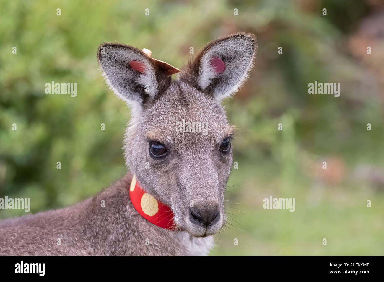 Lone emu (Dromaius novaehollandiae) at Wilsons Promontory National Park ...