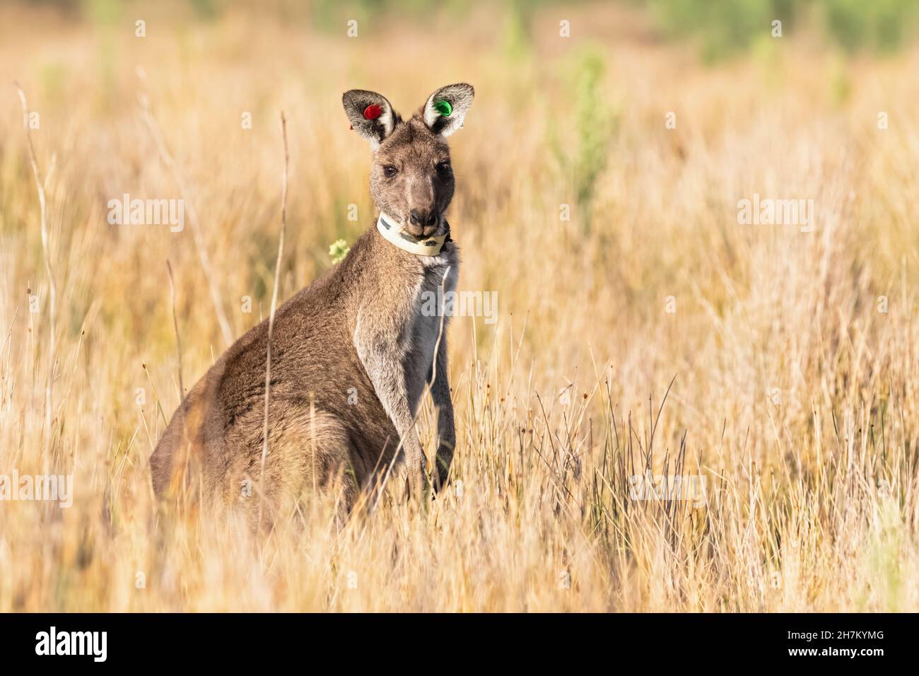 Two young eastern grey kangaroos (Macropus giganteus) playing in grass Stock Photo - Alamy