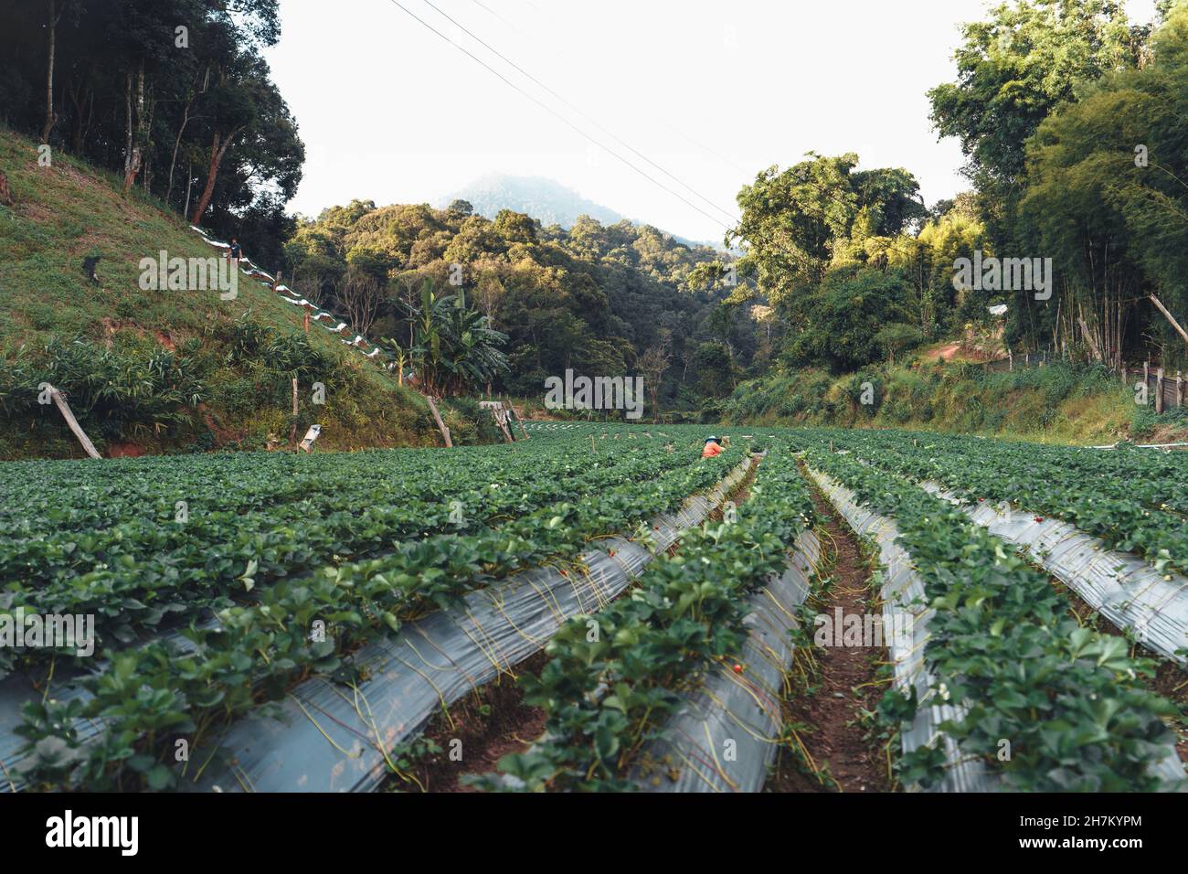 Outdoor strawberry farm in a rural village,strawberry planting Stock ...