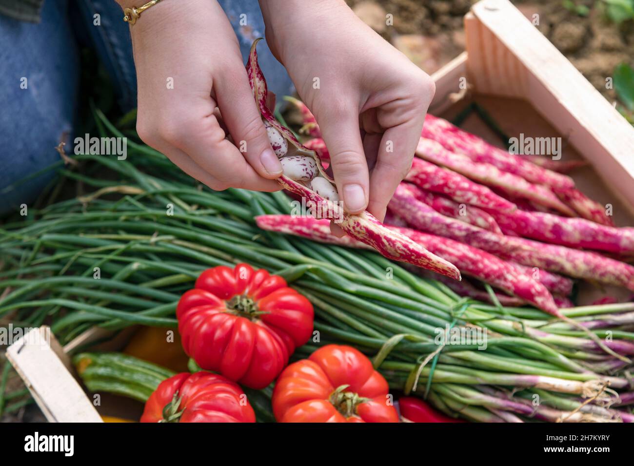 Woman opening fresh bean in crate at community garden Stock Photo - Alamy