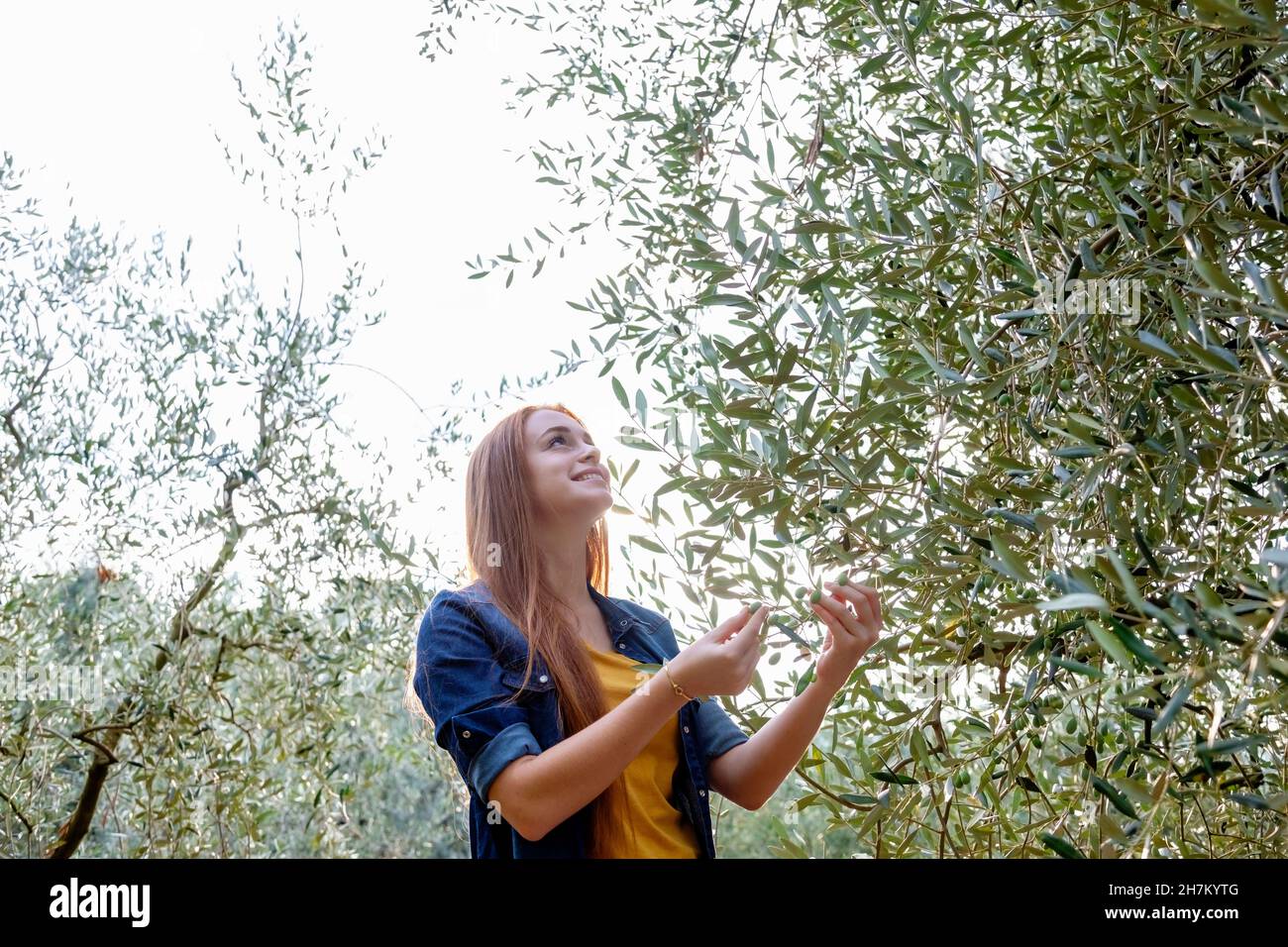 Young woman picking olives from tree Stock Photo - Alamy