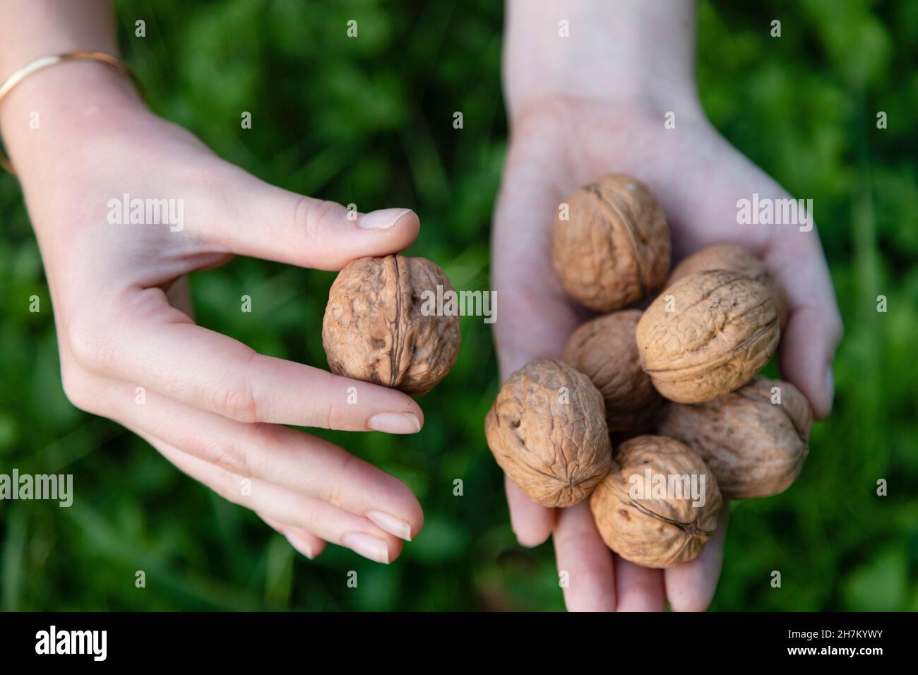 Young woman picking walnut from bunch Stock Photo - Alamy