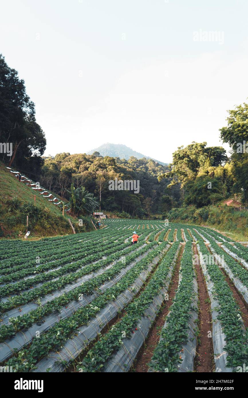 Outdoor strawberry farm in a rural village,strawberry planting Stock ...