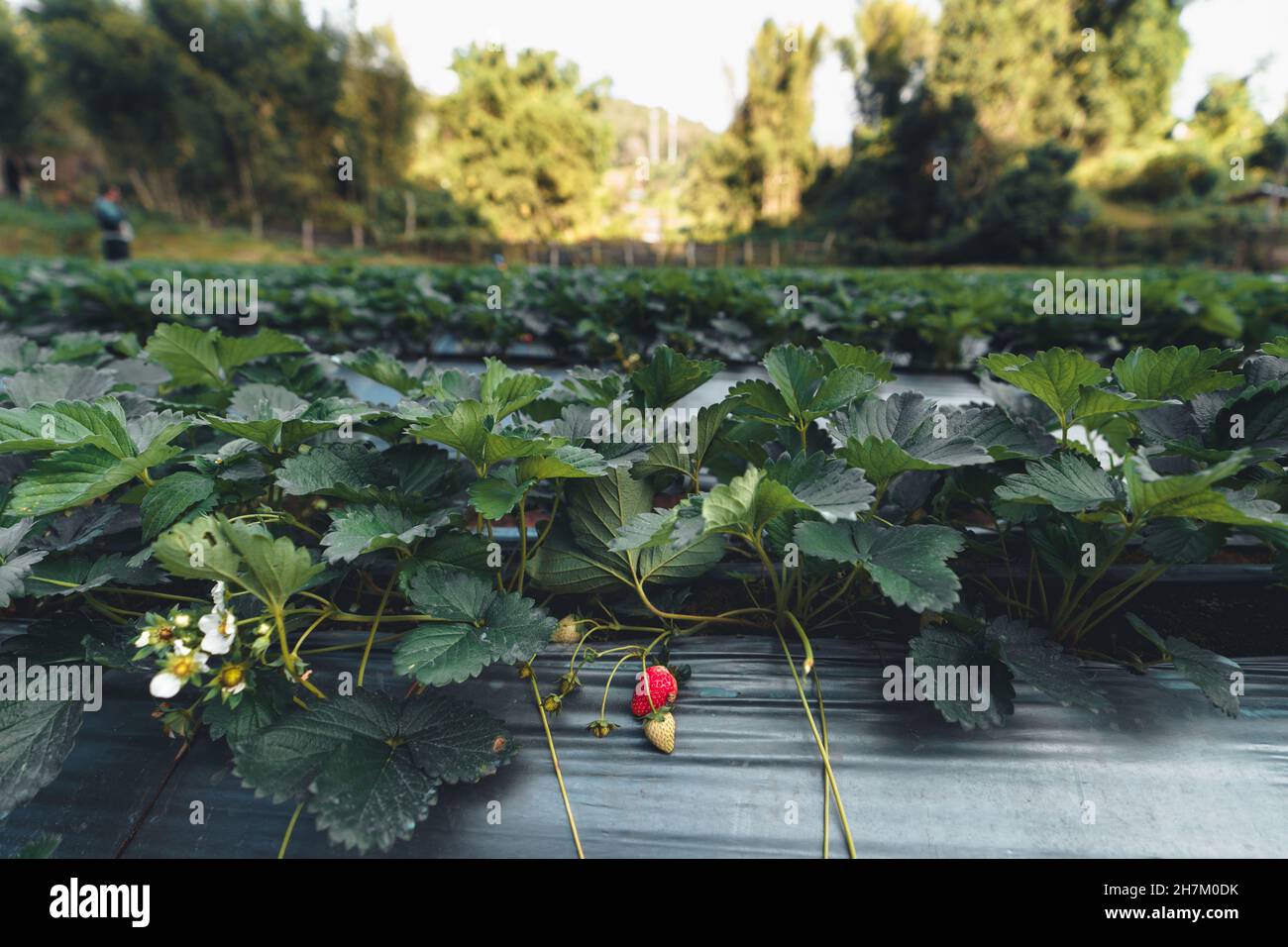 Outdoor strawberry farm in a rural village,strawberry planting Stock ...