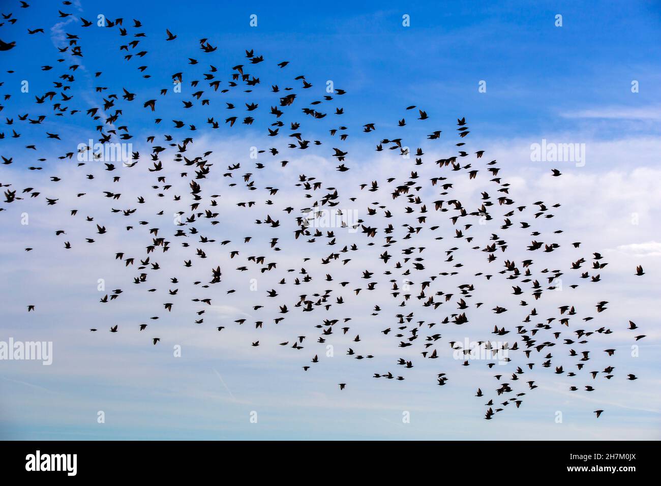 Starlings flying hi-res stock photography and images - Alamy